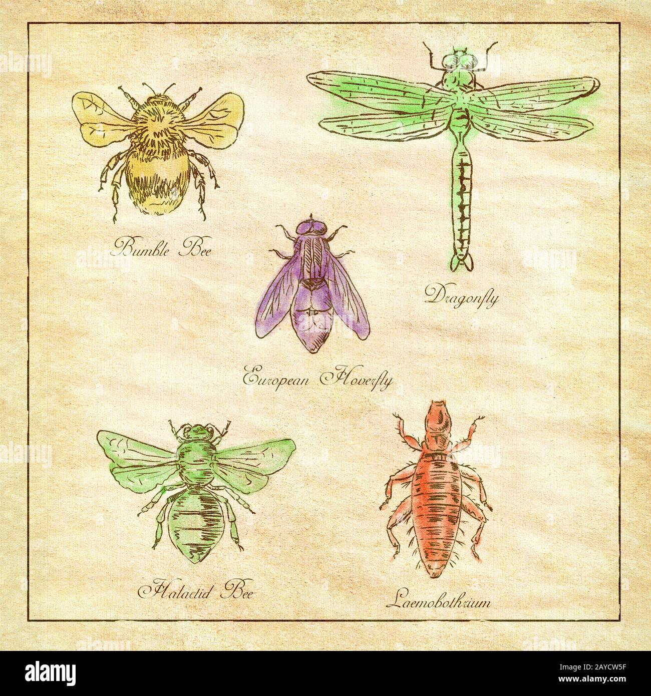 Bumble Bee, European Hoverfly, Dragonfly, Hlalactid Bee, and Lice ...