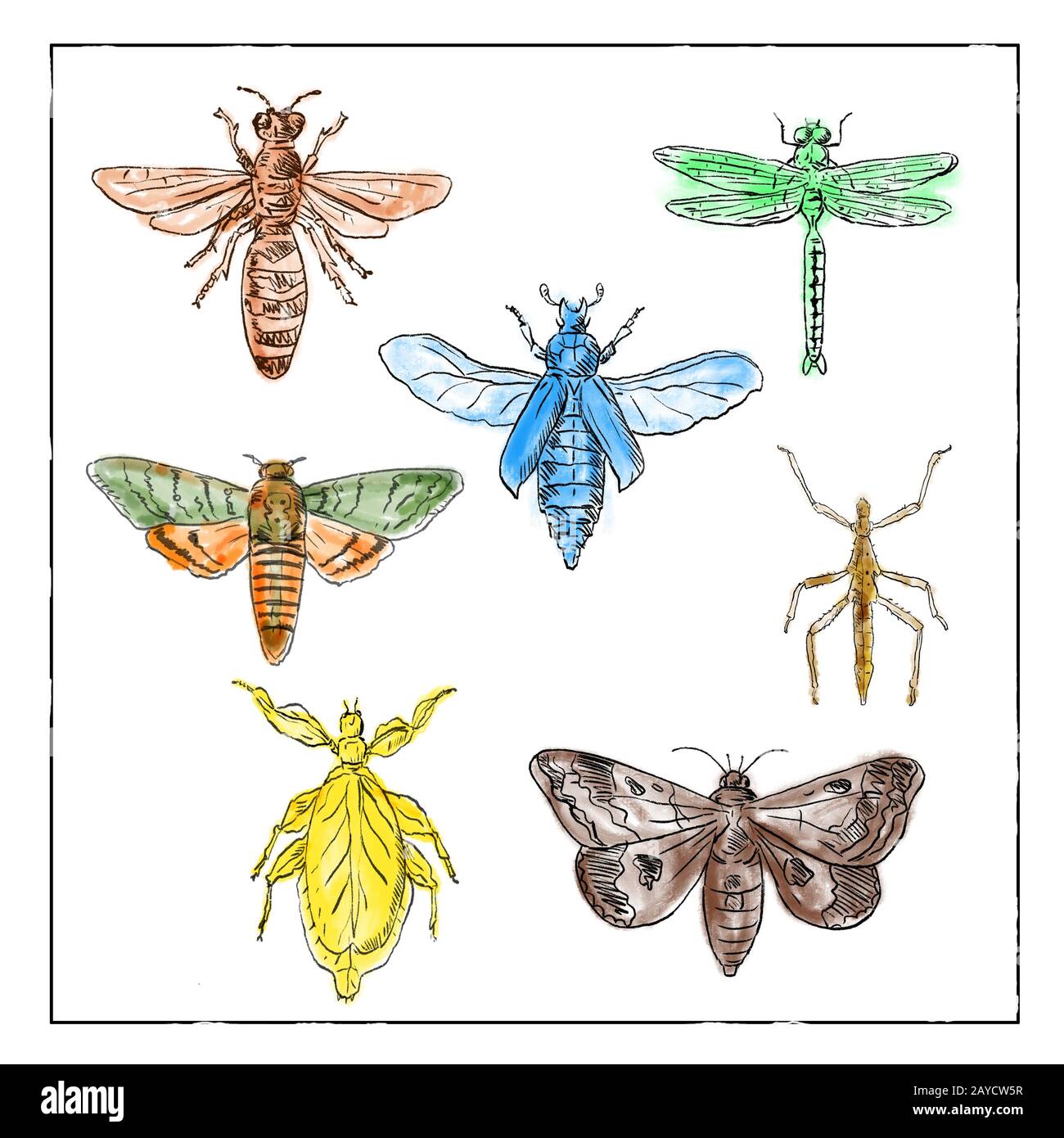 Vintage Moth, Dragonfly, Mantis and Stick Insect Collection on White ...