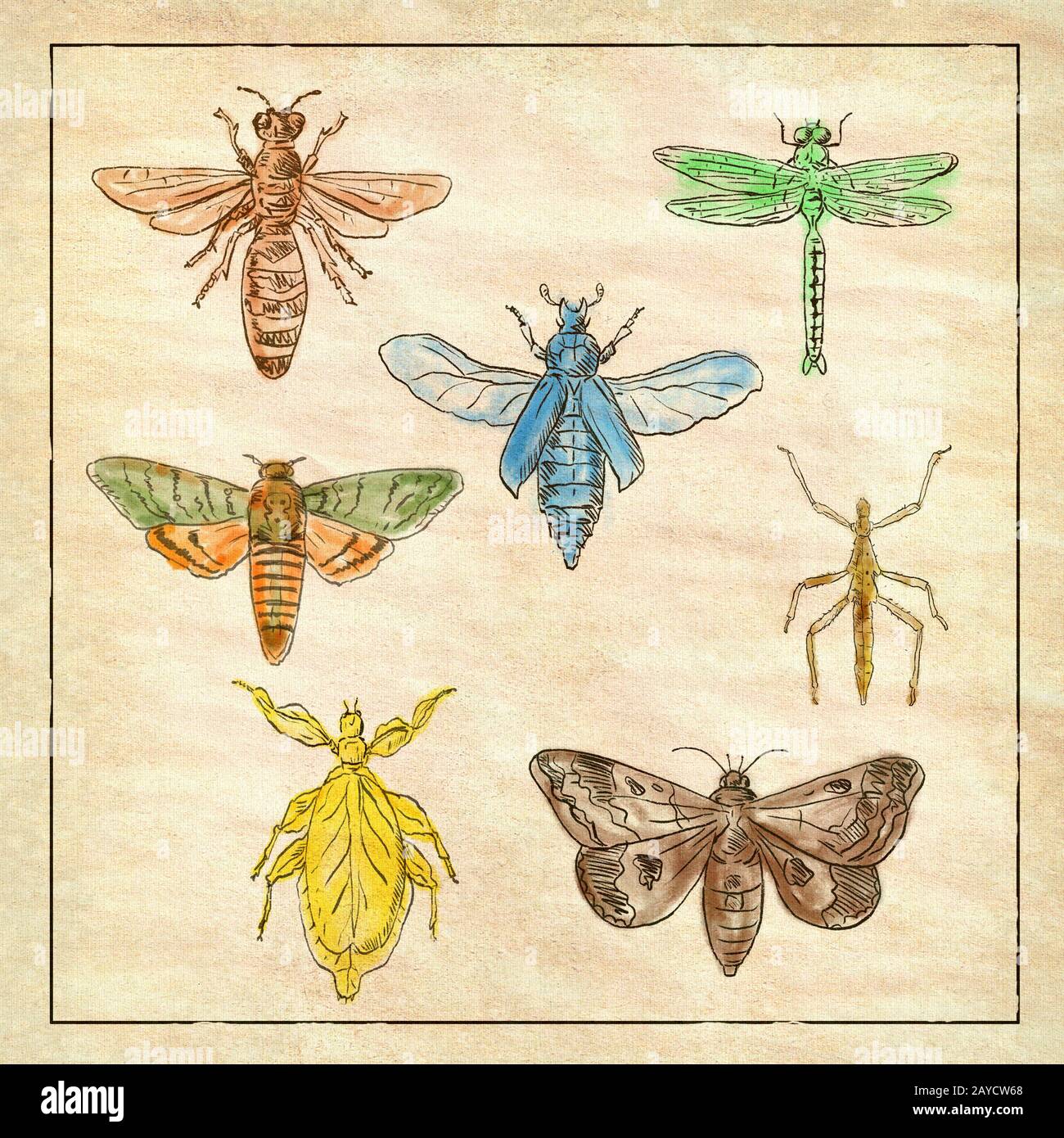 Vintage Moth, Dragonfly, Mantis and Stick Insect Collection on Antique ...