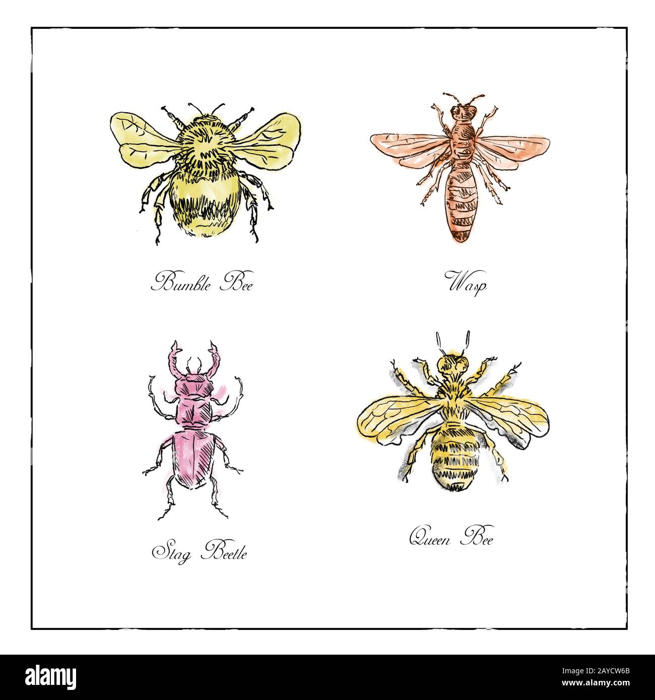 Bumble Bee, Wasp, Stag Beetle and Queen Bee Vintage Collection Stock ...