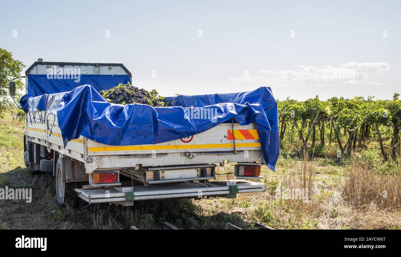 Truck with red grape for wine making. Pile of grape on truck trailer ...
