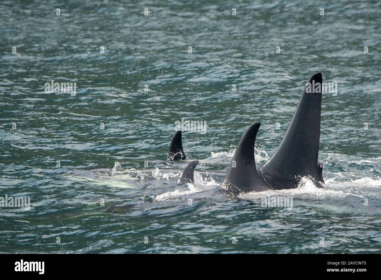 A pod of Killer whales or orcas (Orcinus orca) is swimming in Chatham ...