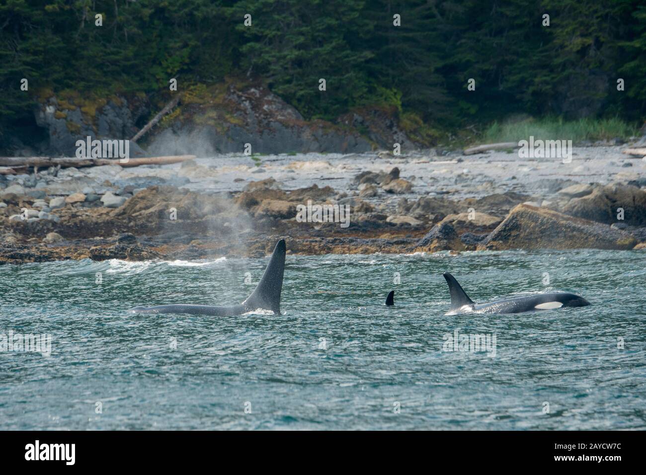 A pod of Killer whales or orcas (Orcinus orca) is swimming in Chatham ...