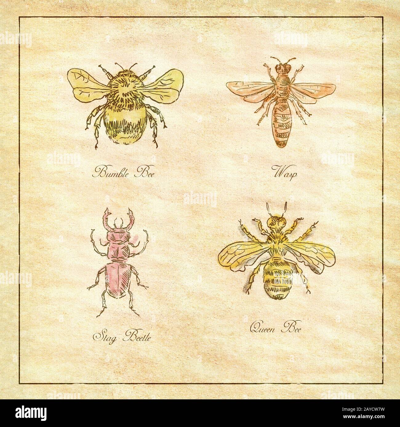 Bumble Bee, Wasp, Stag Beetle and Queen Bee Vintage Collection Stock ...