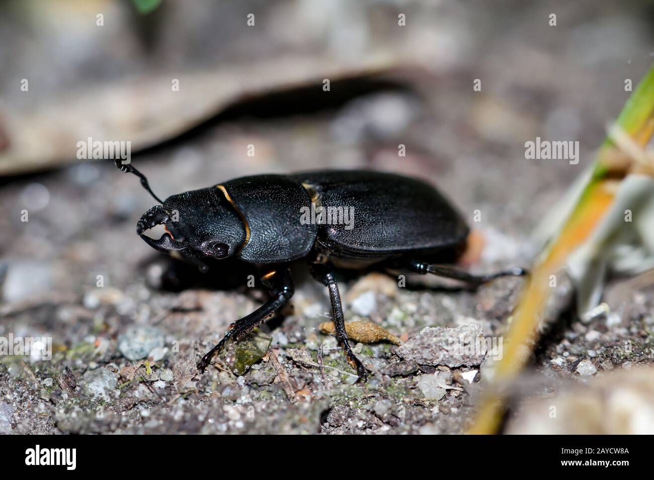 Black water beetle hi-res stock photography and images - Alamy