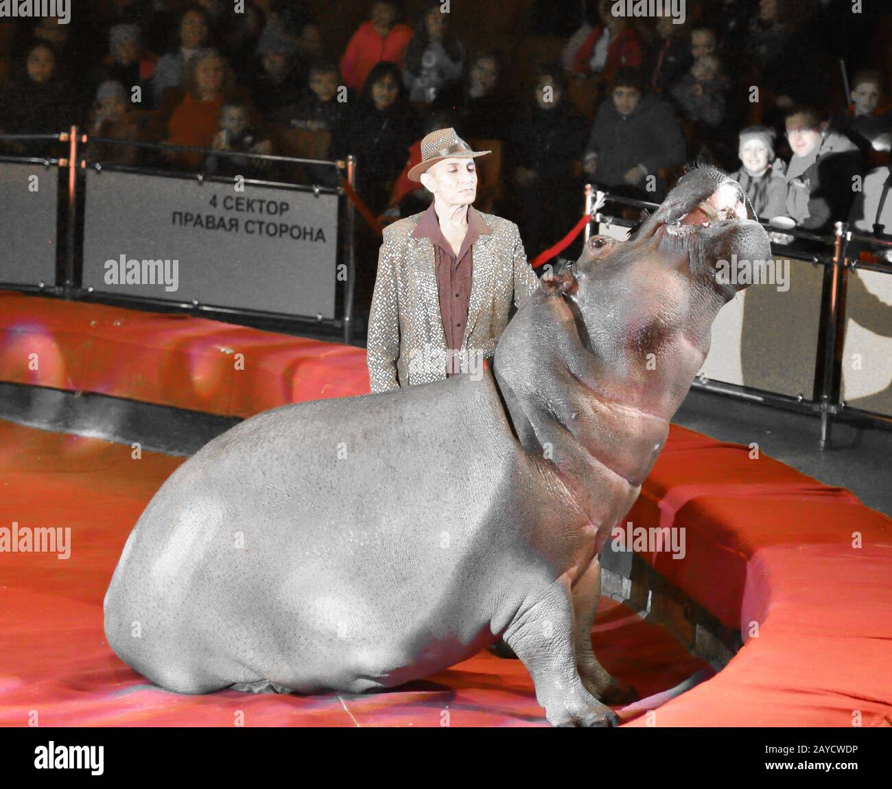 Orenburg, Russia - October 12, 2019: Trainer and hippopotamus in the ...