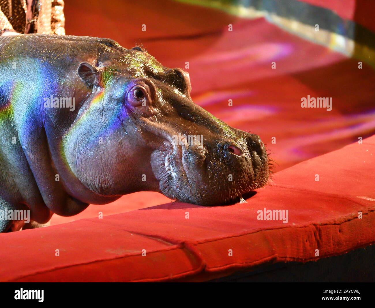 Circus arena hi-res stock photography and images - Alamy