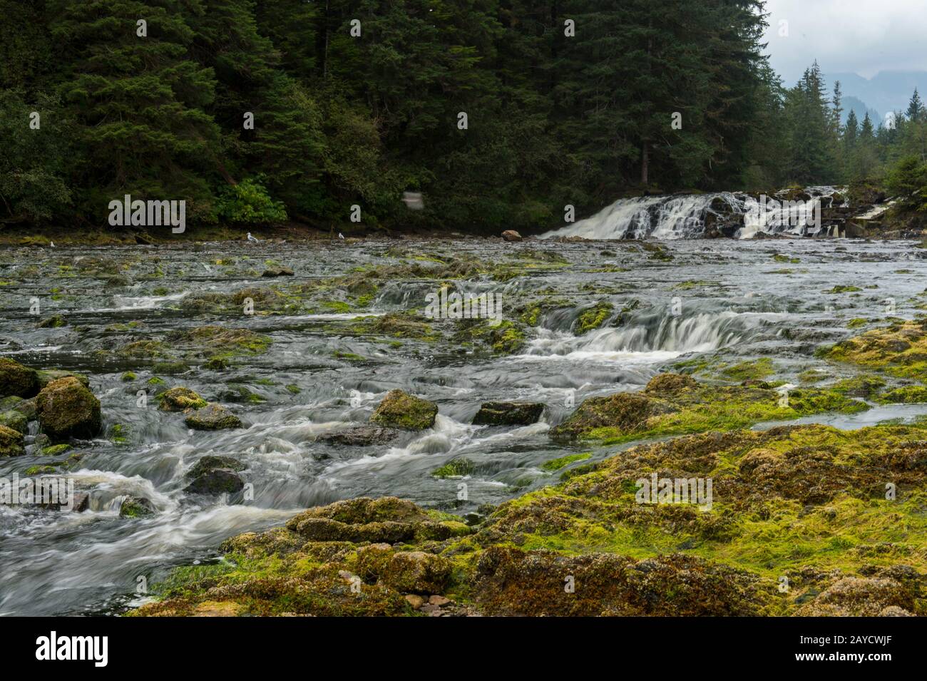 The creek below the little waterfall at Pavlof Harbor State Marine Park ...
