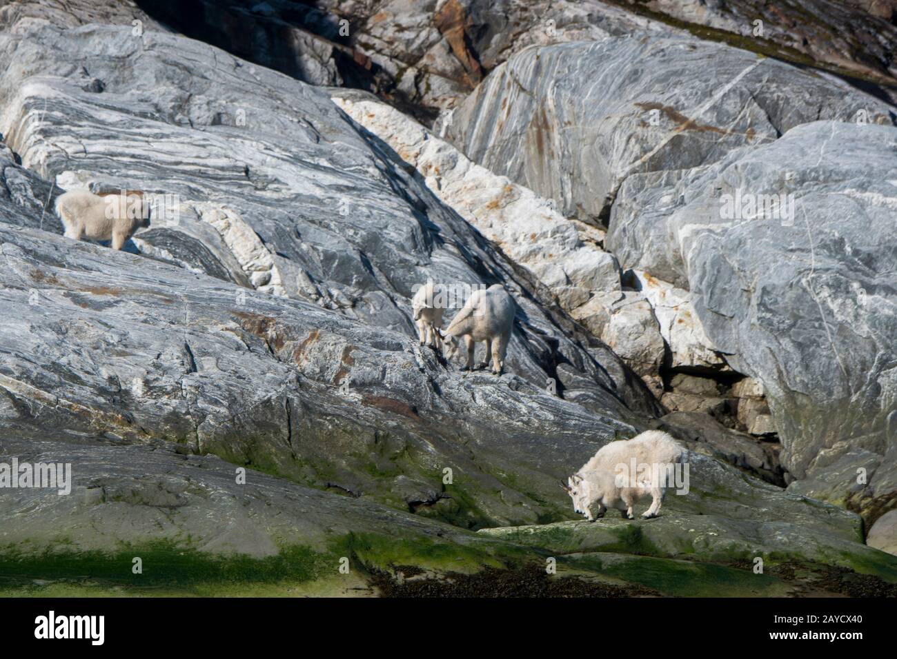 Alaskan mountain goats hi-res stock photography and images - Alamy