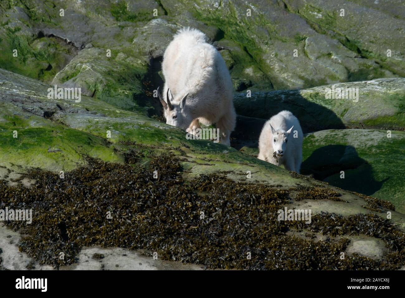 Alaskan mountain goat hi-res stock photography and images - Alamy