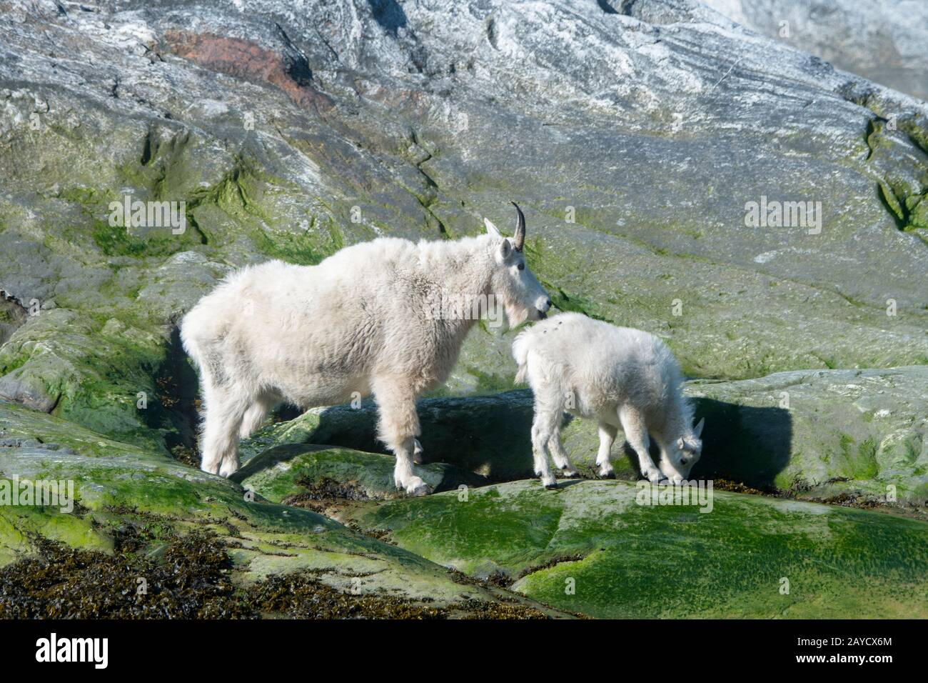 Mountain goats (Oreamnos americanus) feeding on algae and kelp at low ...