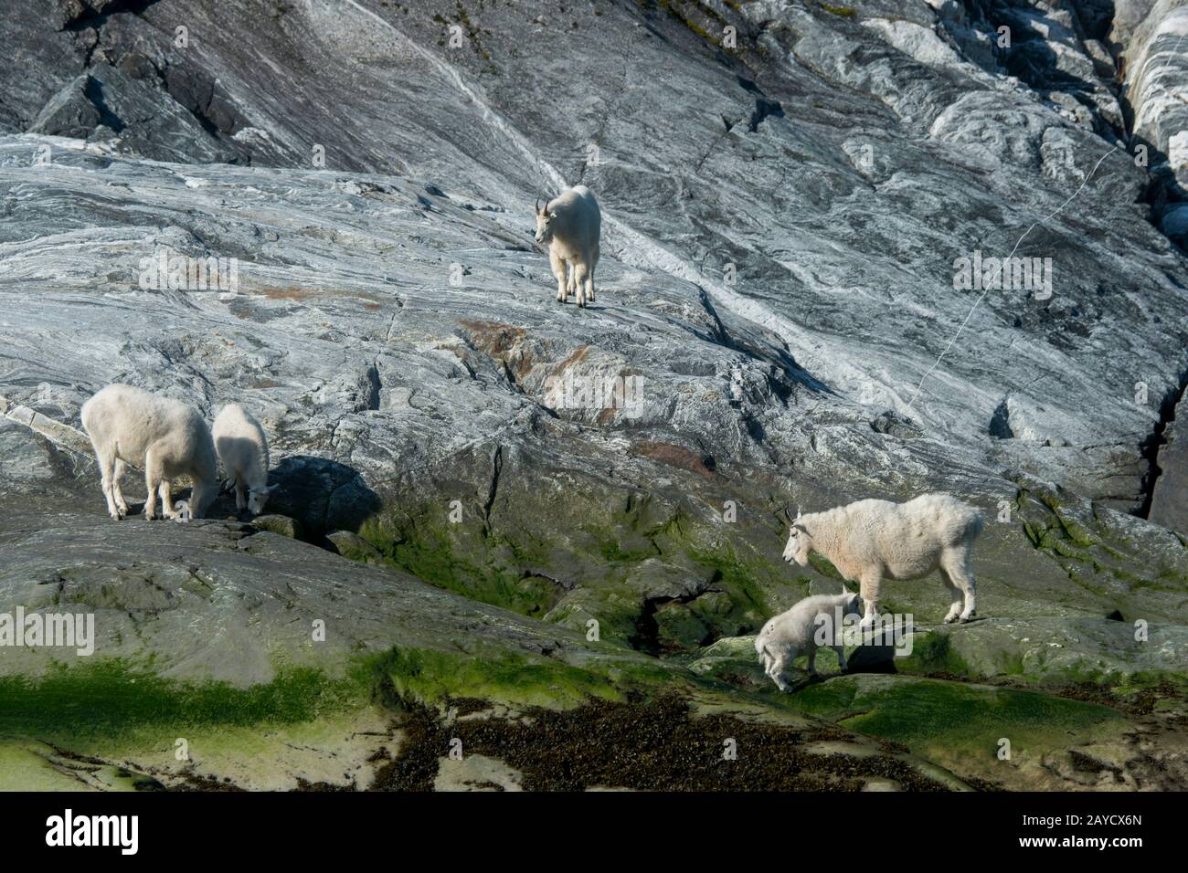Mountain goats (Oreamnos americanus) feeding on algae and kelp at low ...