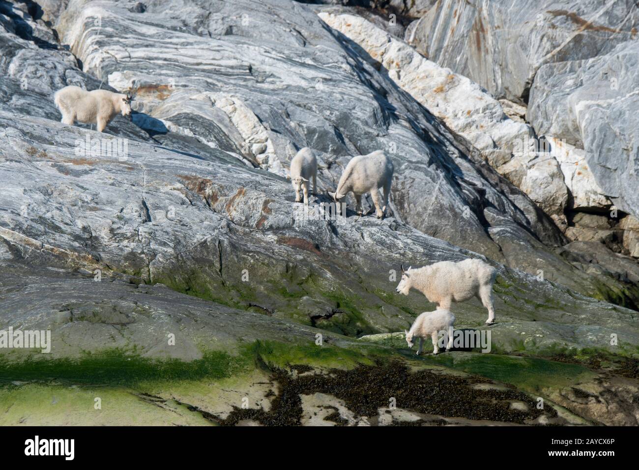 Mountain goats (Oreamnos americanus) feeding on algae and kelp at low ...