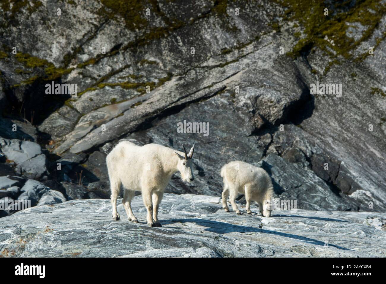 North american mountain goats hi-res stock photography and images - Alamy