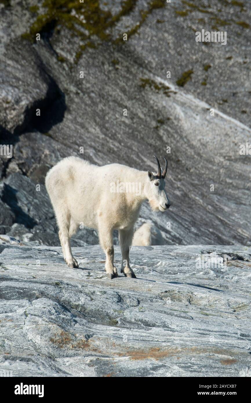 A Mountain goat (Oreamnos americanus) on granite rocks in Tracy Arm, a ...