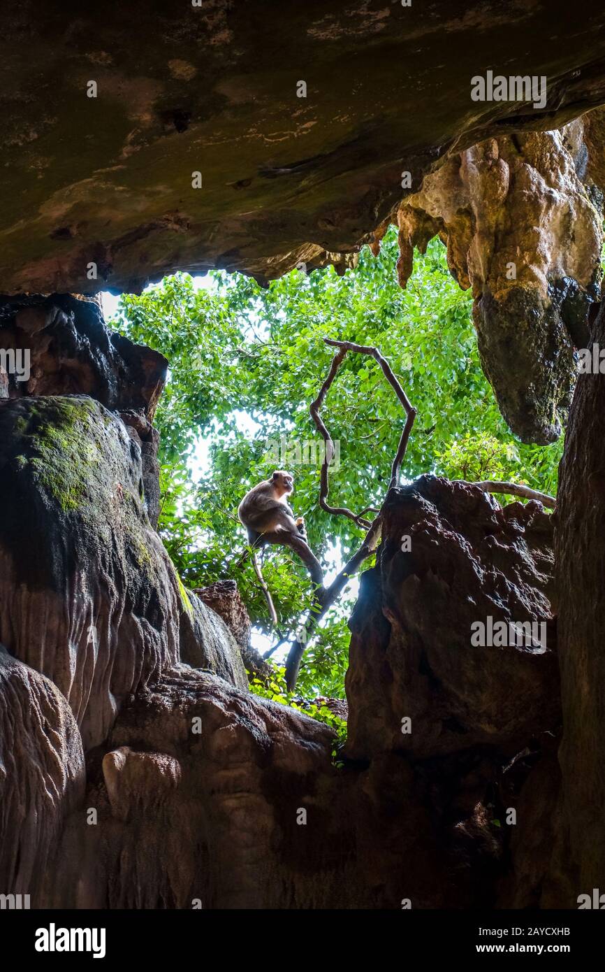 Monkey in a cave, Wat Suwan Kuha, Thailand Stock Photo - Alamy
