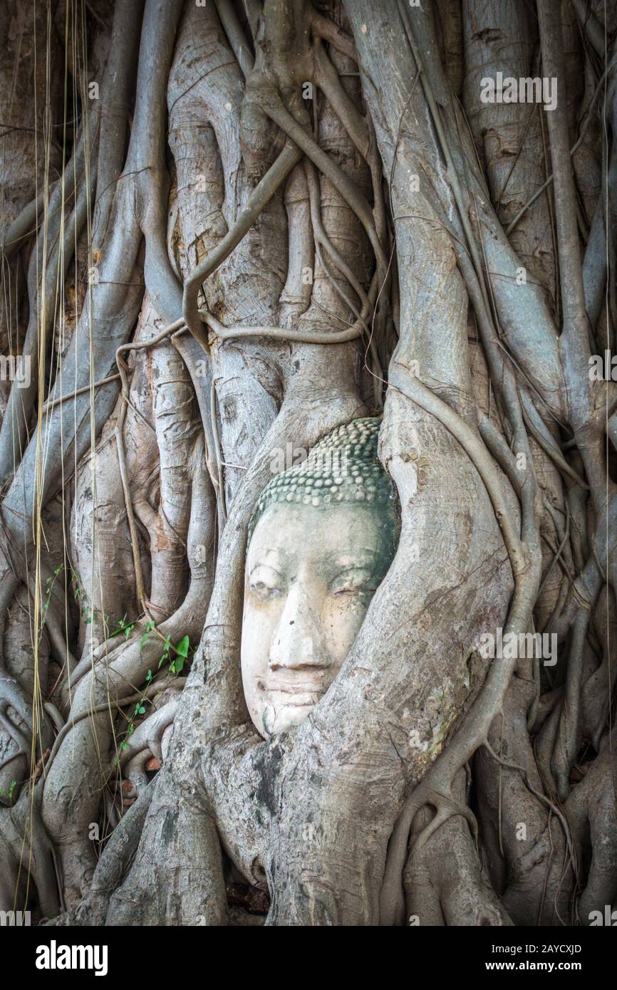 Buddha Head in Tree Roots, Wat Mahathat, Ayutthaya, Thailand Stock ...