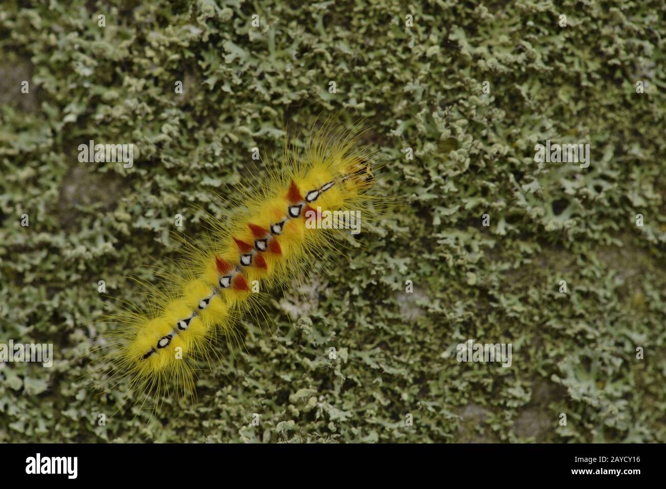 Caterpillar from Sycamore Stock Photo - Alamy