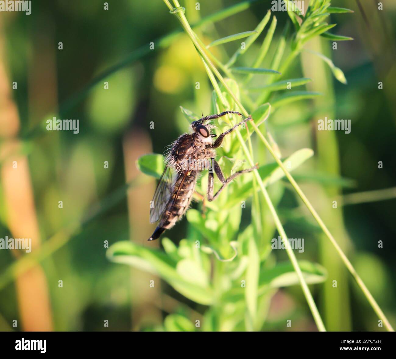 Fly, insects on a leaf Stock Photo - Alamy