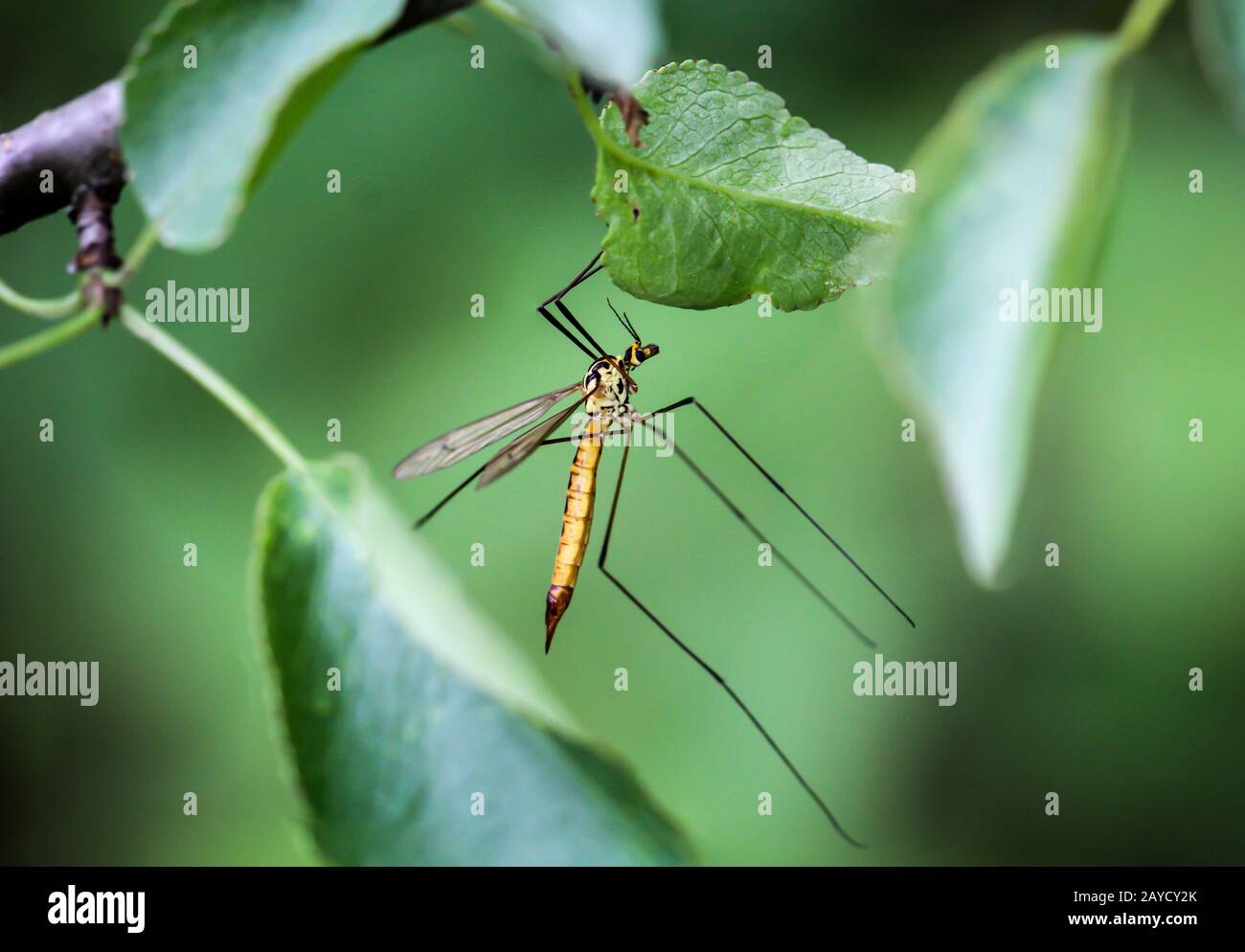 Legged snake hi-res stock photography and images - Alamy