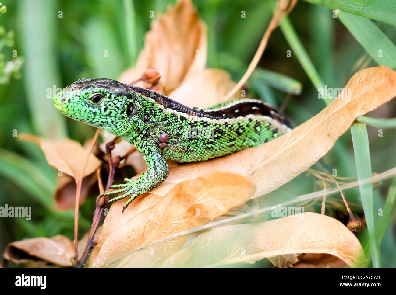 A male fence lizard in the grass Stock Photo - Alamy