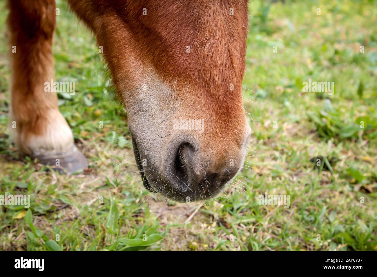 Horses in a paddock spring hi-res stock photography and images - Alamy