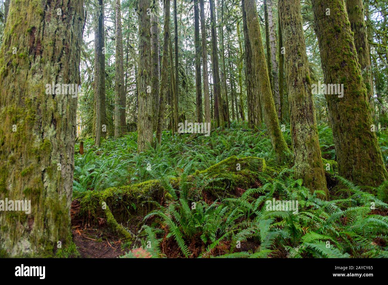 Forest with sword ferns along the Cherry Creek Falls Trail in the ...