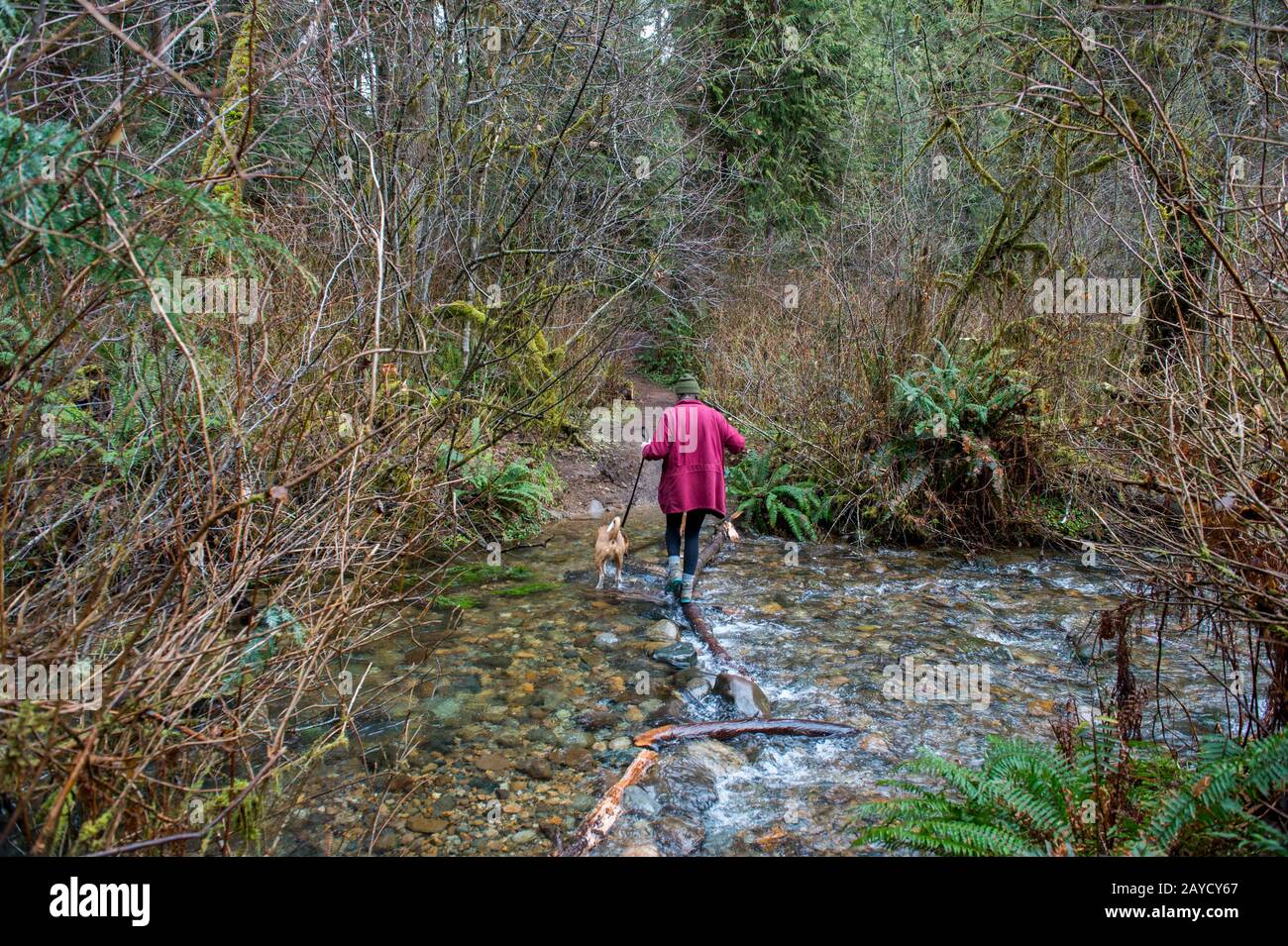 A hiker is crossing a creek while hiking the Cherry Creek Falls Trail ...