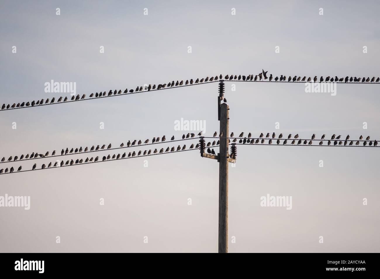 Starlings on wire hi-res stock photography and images - Alamy