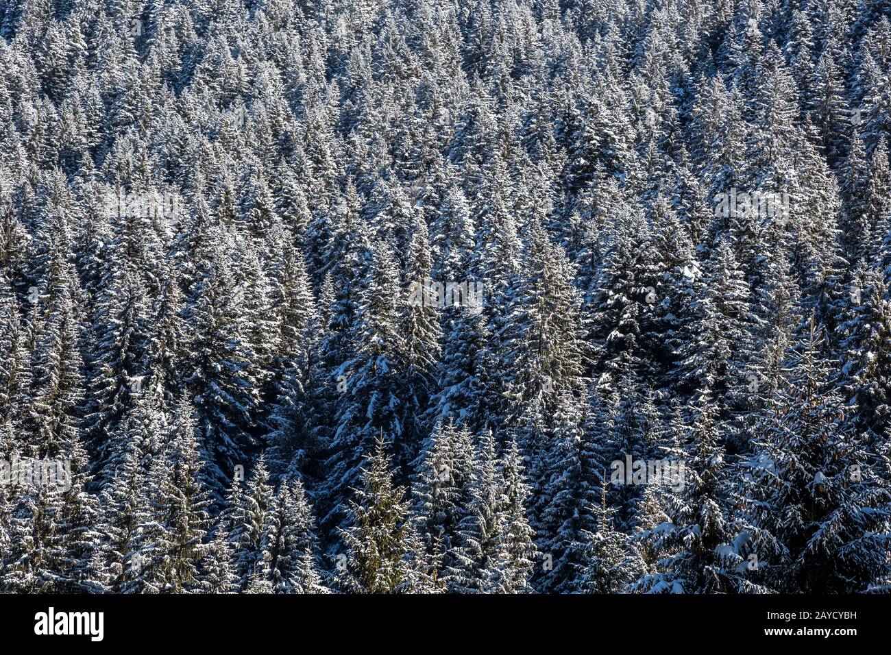 Top view of snowy spruce forest Stock Photo - Alamy