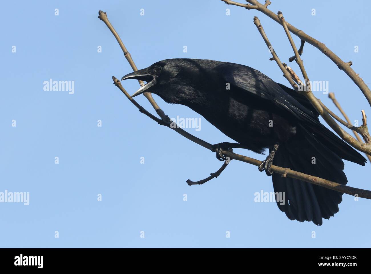 Crow ash tree hi-res stock photography and images - Alamy