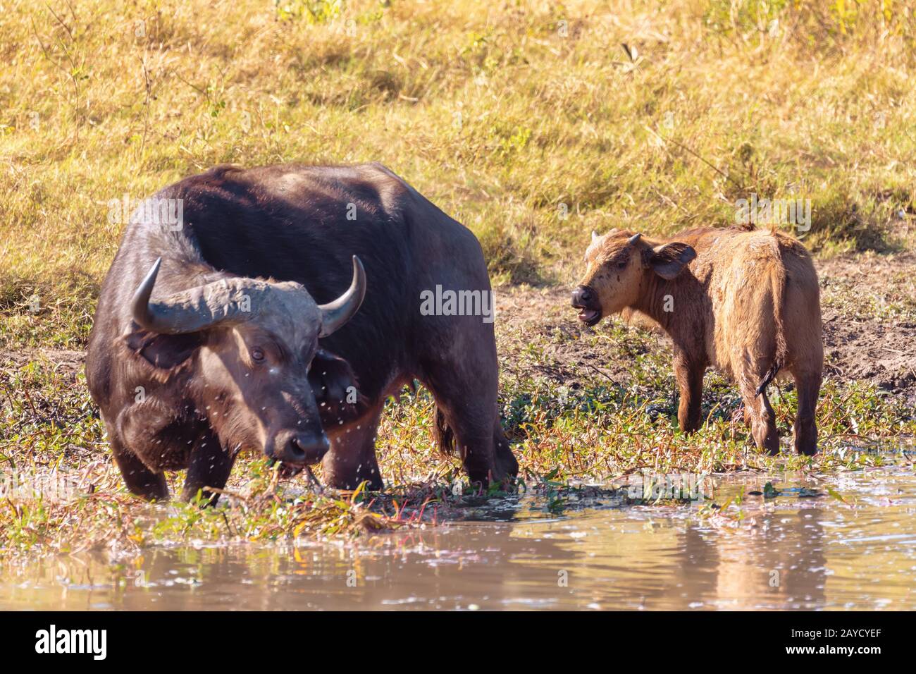 Cape Buffalo at Chobe, Botswana safari wildlife Stock Photo - Alamy