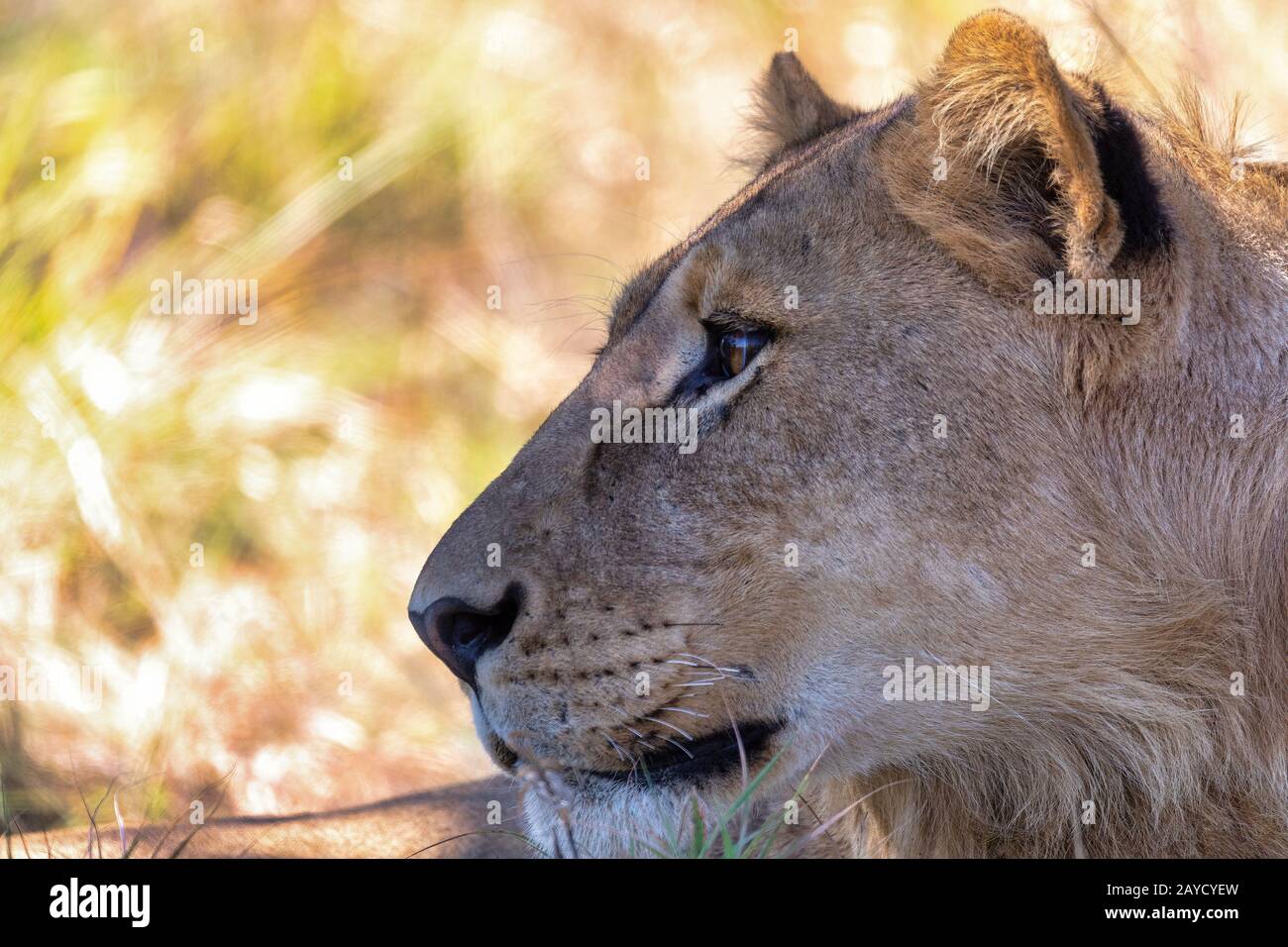 lion without a mane Botswana Africa safari wildlife Stock Photo - Alamy