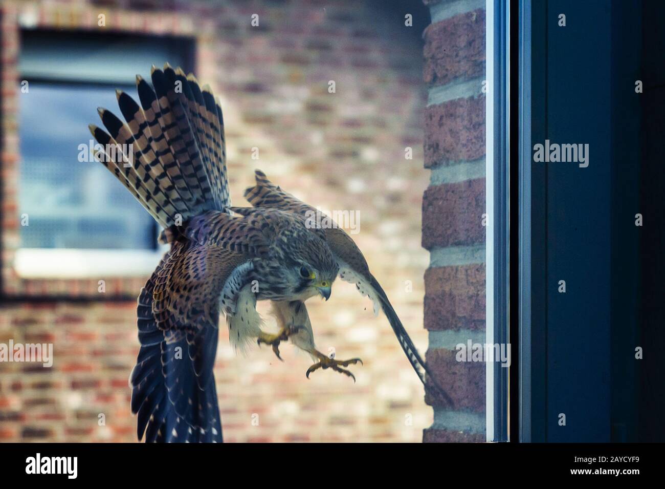 Dive hi-res stock photography and images - Alamy