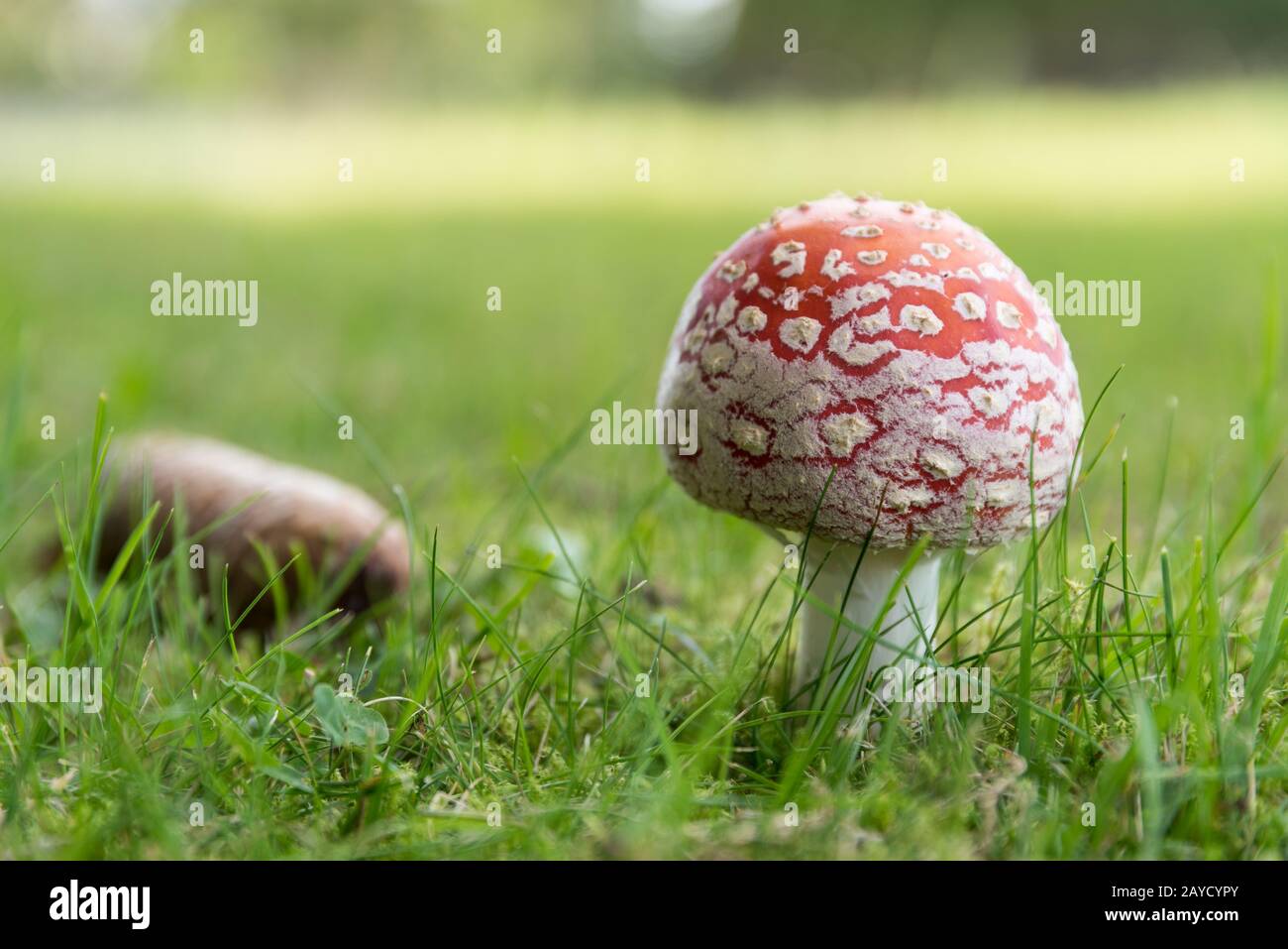 Close Up Face Fly High Resolution Stock Photography and Images - Alamy