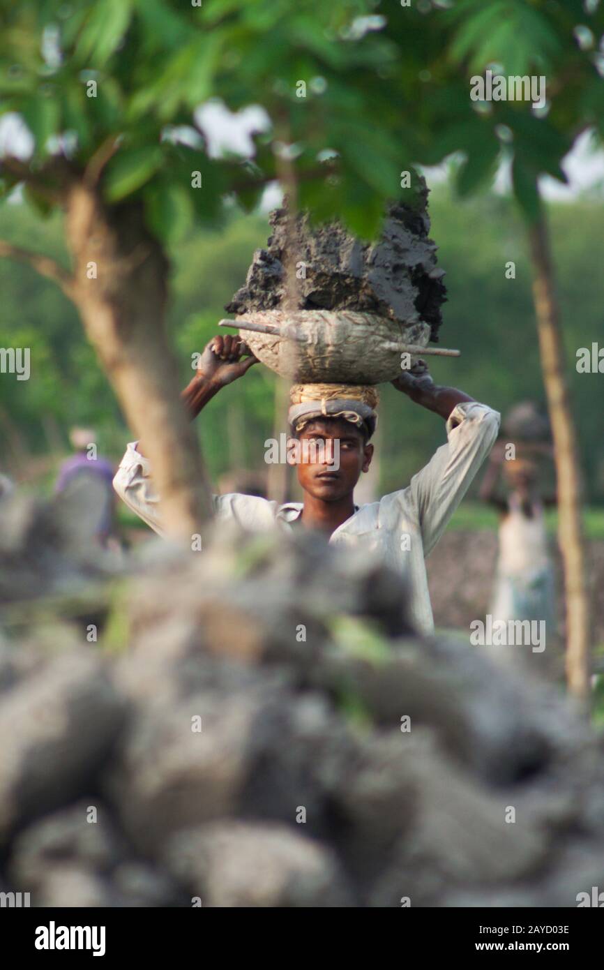 Bangladeshi farmland cattle hi-res stock photography and images - Alamy