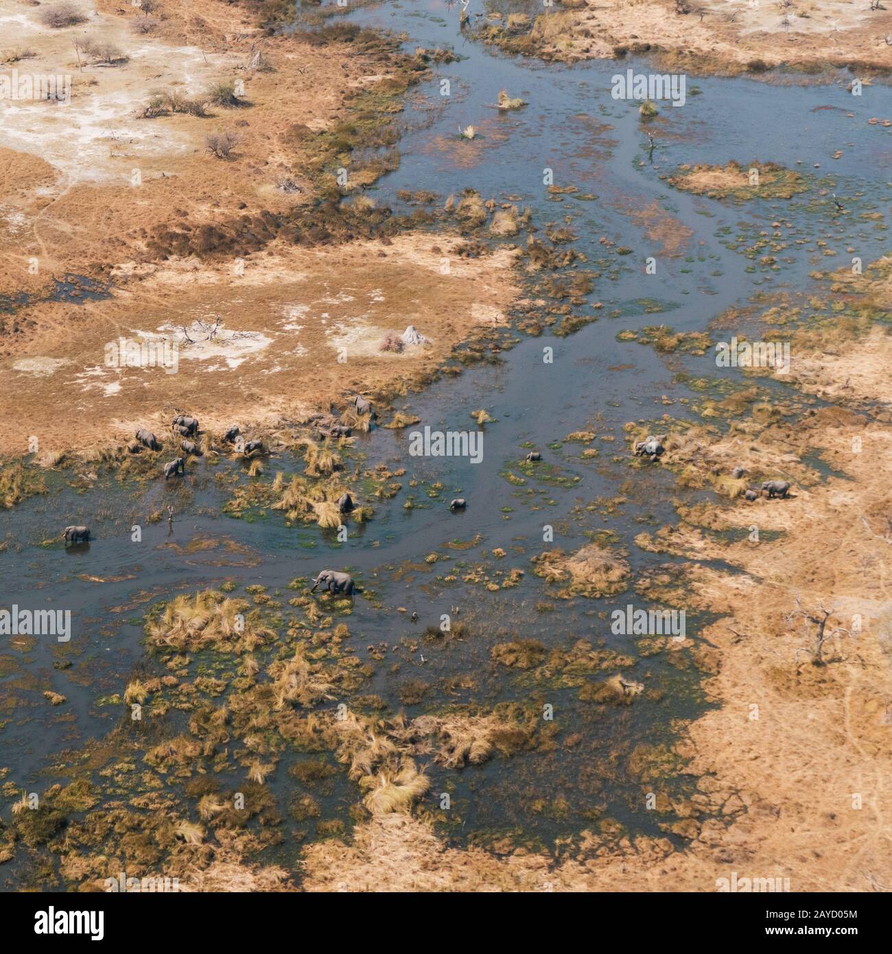 Okavango Delta Aerial with Elephant Herd Grazing in a Swamp or River ...