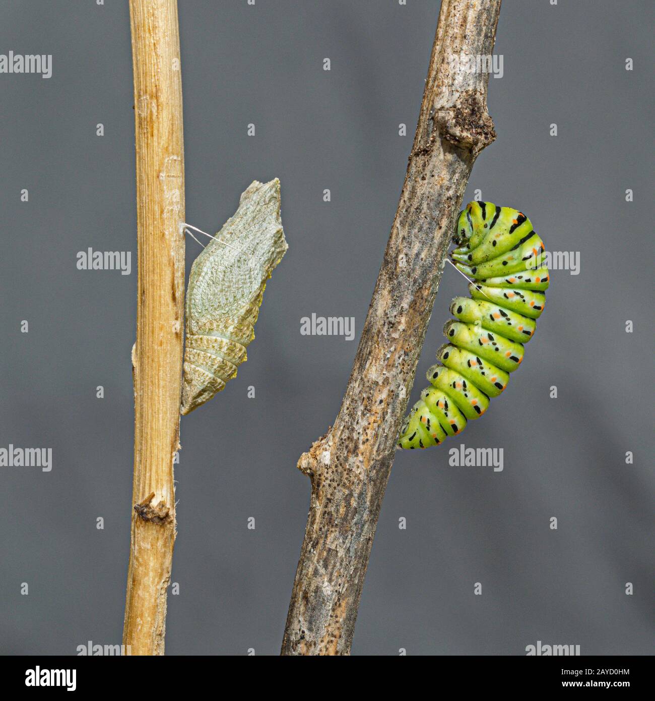 the chrysalis and pre-chrysalis stages of the old world swallowtail ...