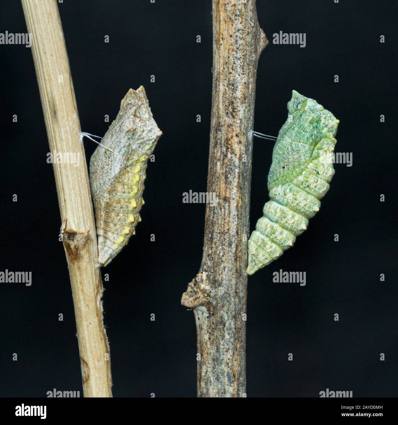 detailed macro of a partially formed chrysalis beside a completed ...