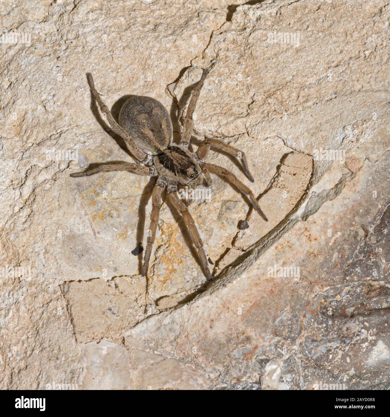 brown and black female pantropical jumping spider Plexippus paykulli on ...