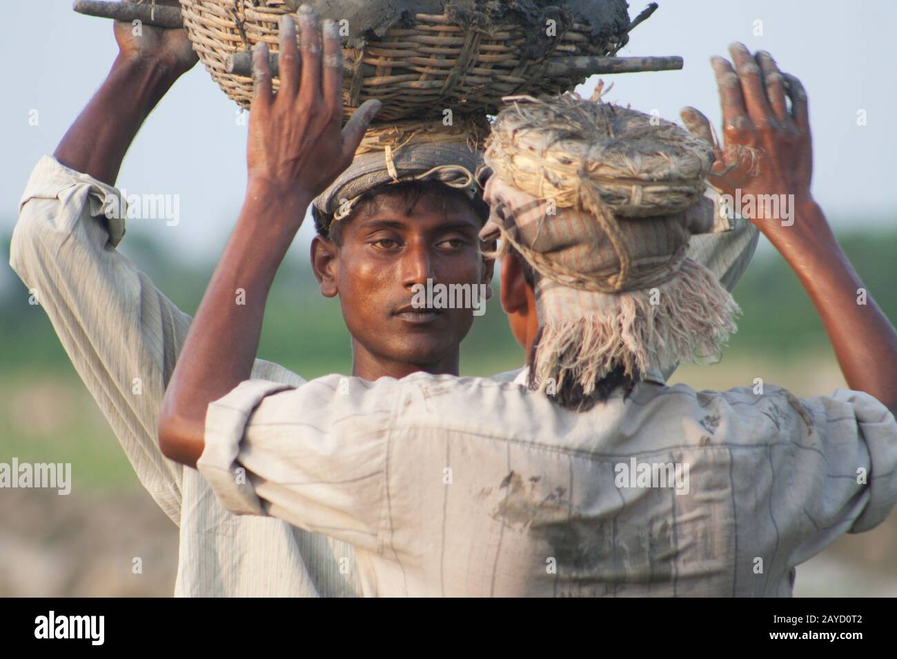 Bangladeshi farmland cattle hi-res stock photography and images - Alamy