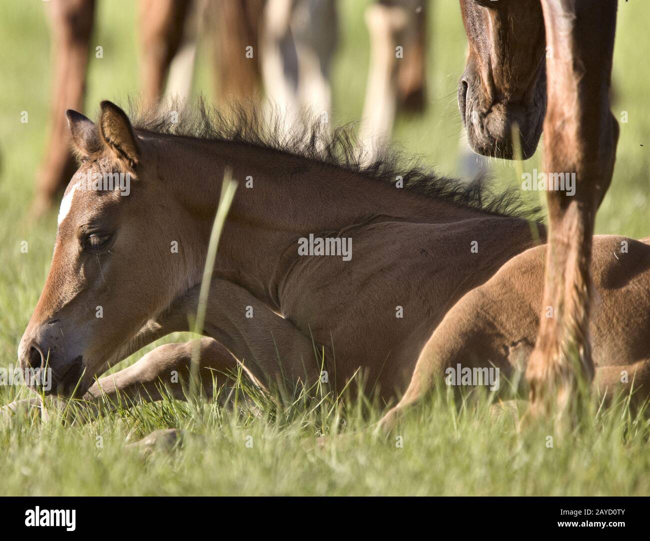 Colt newborn in field Stock Photo - Alamy