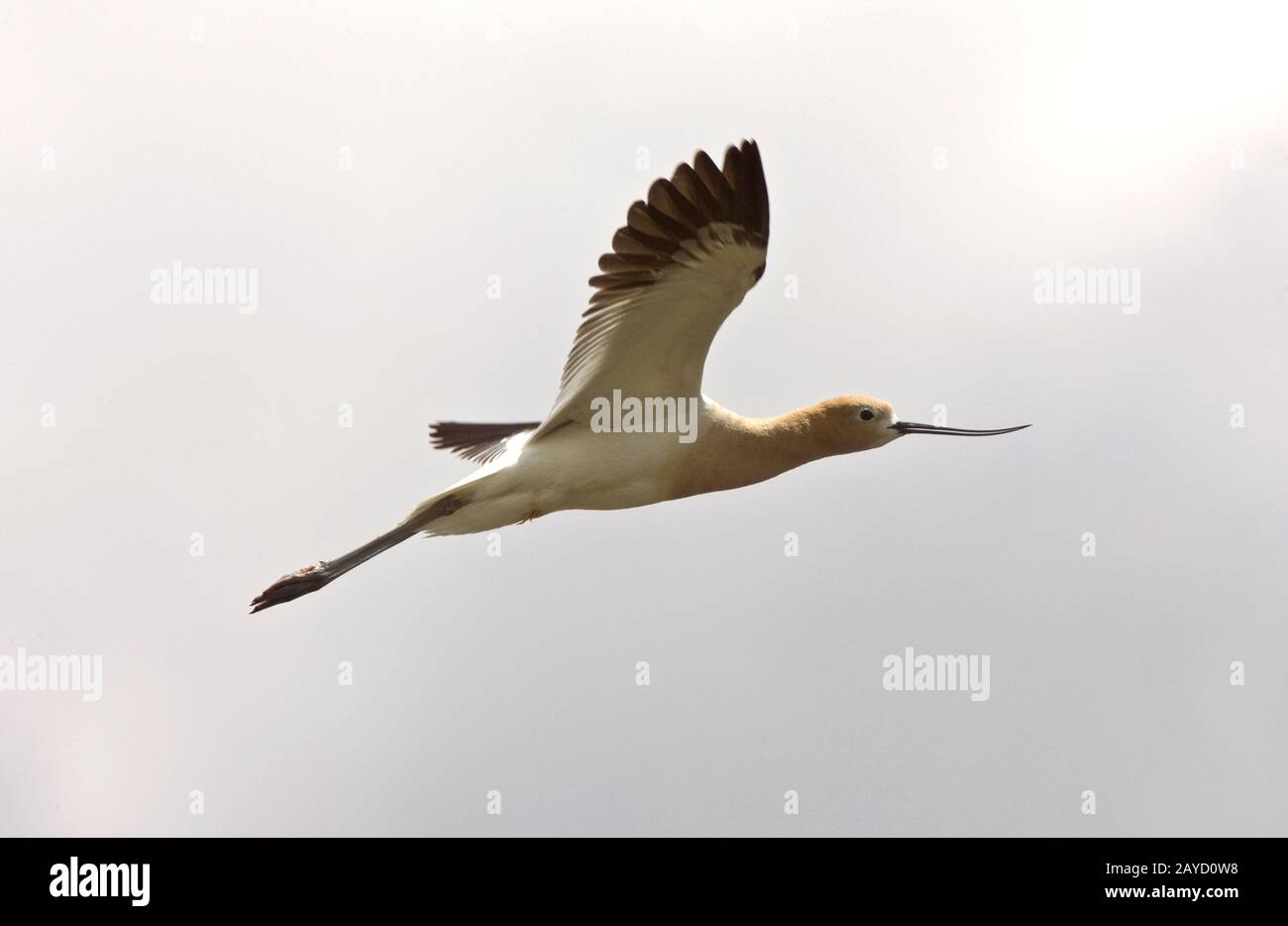 In flight in saskatchewan hi-res stock photography and images - Alamy