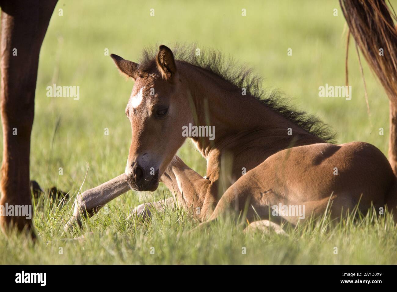 Colt newborn in field Stock Photo - Alamy