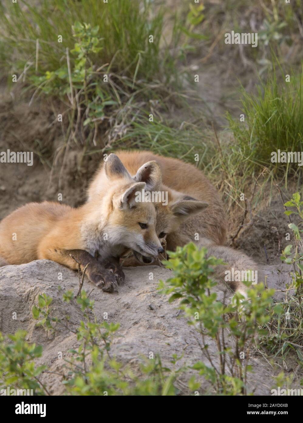 Young Fox Kit Stock Photo - Alamy