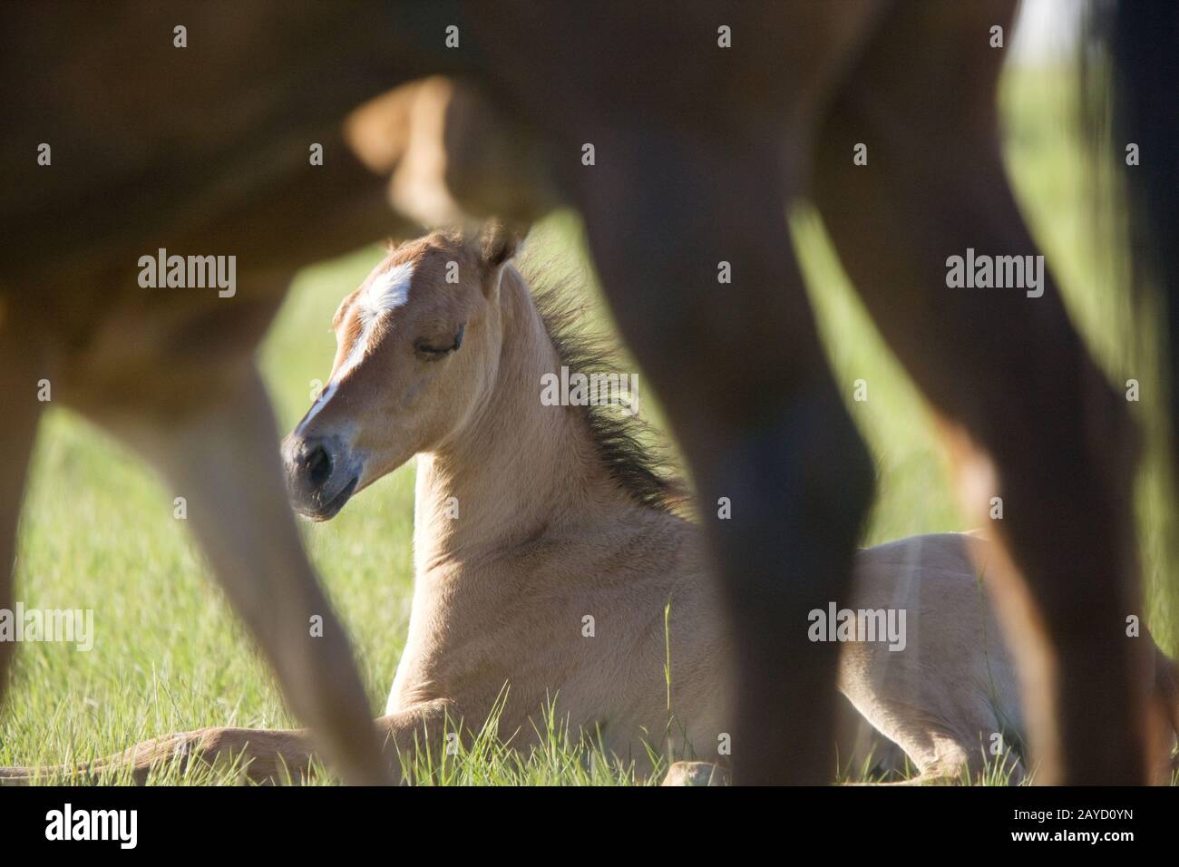 Colt newborn in field Stock Photo - Alamy