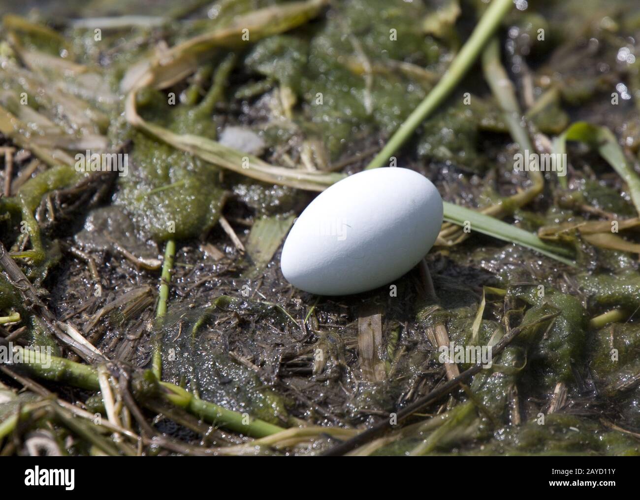 Horned Grebe Eggs Stock Photo - Alamy