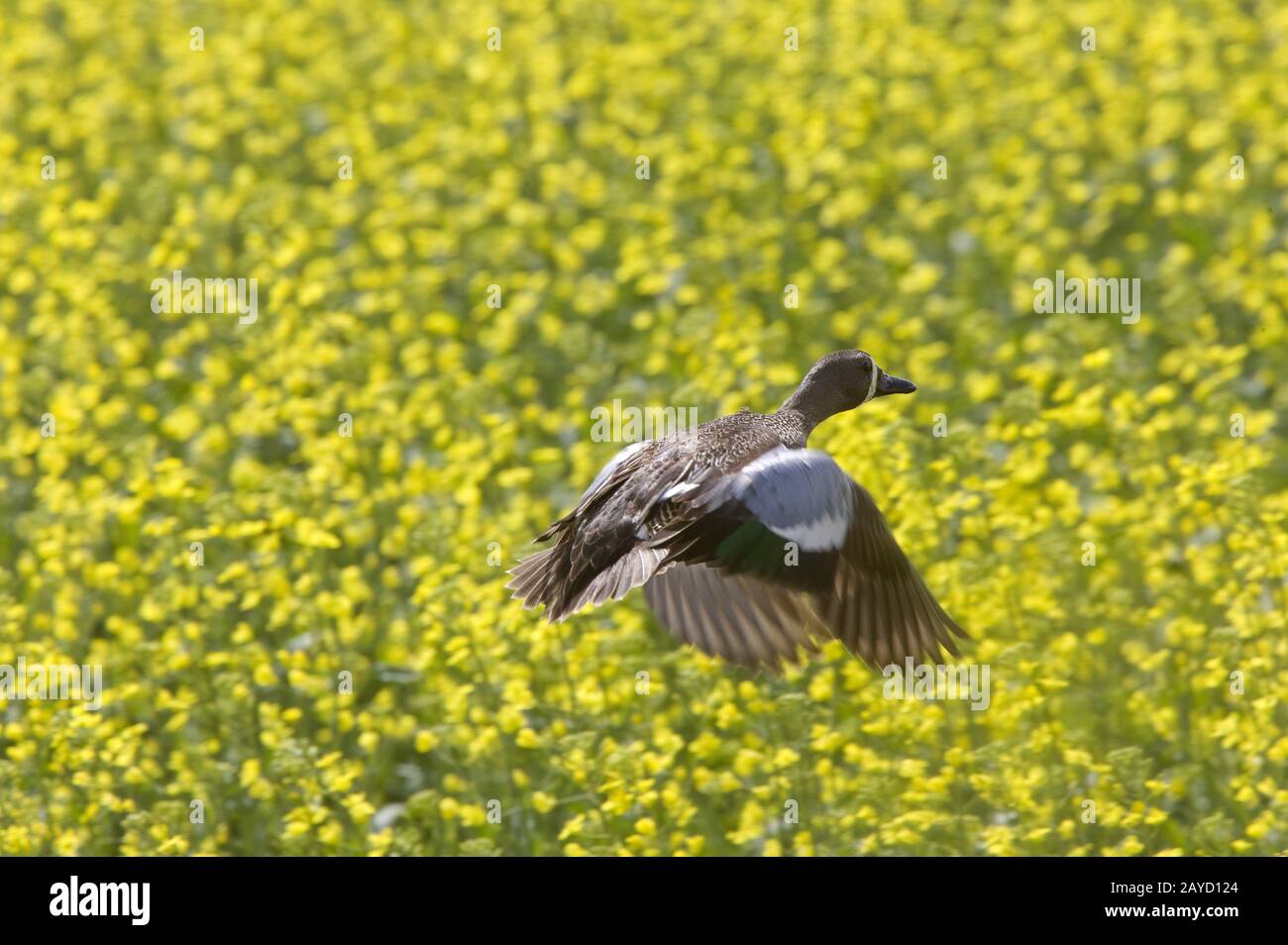 Pintail Duck in Flight Stock Photo - Alamy