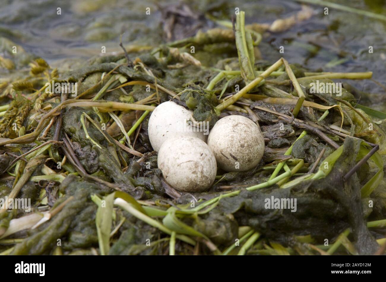 Horned grebe eggs hi-res stock photography and images - Alamy