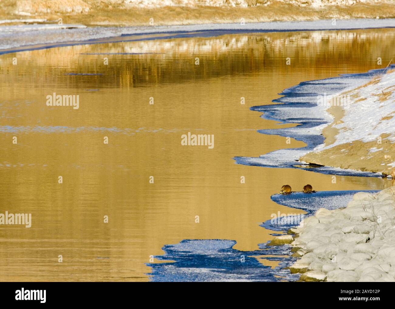 Northern water rat hi-res stock photography and images - Alamy